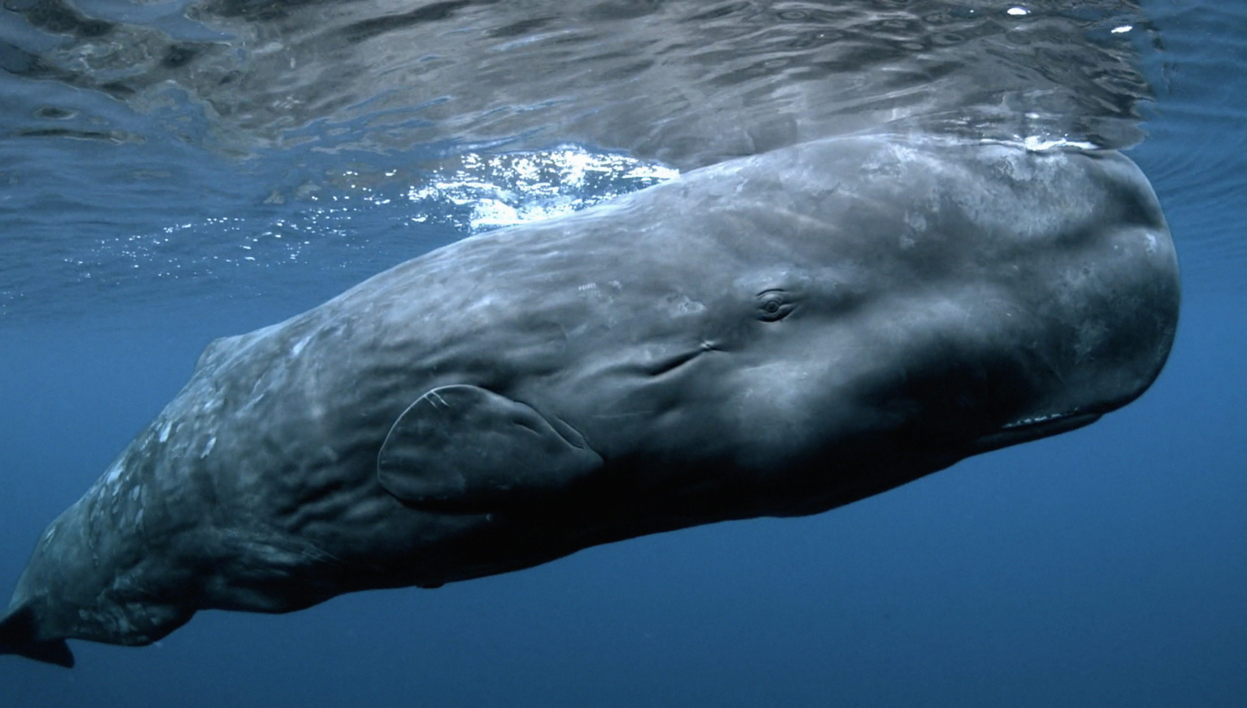 Emmy winning sea documentary by Imaginary Forces